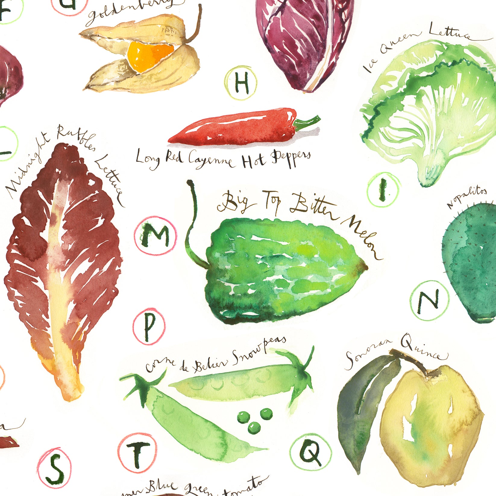 ABC Heirloom vegetable alphabet poster watercolor veggie art print ...